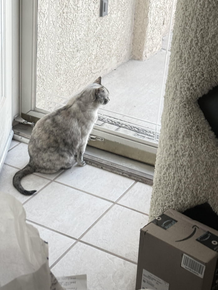 Cloe is on security detail today. Her job is to guard her human from ...