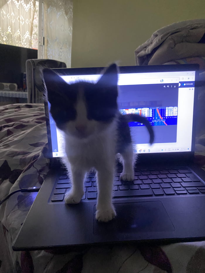 Intellectual kitten - 9GAG