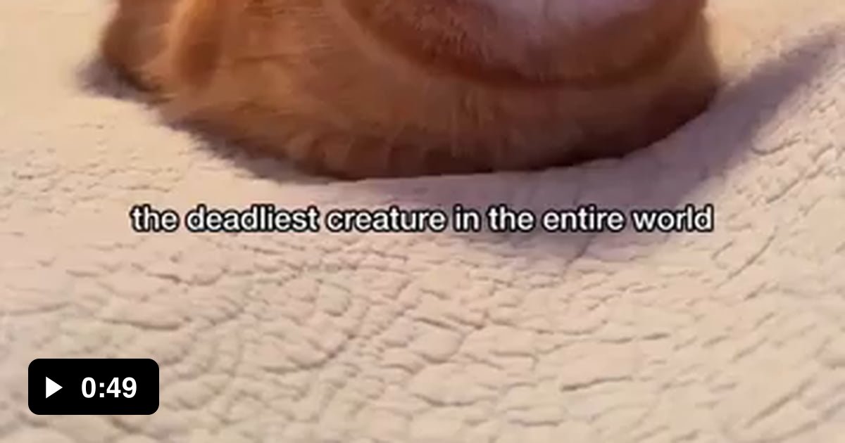 The deadliest creature - 9GAG