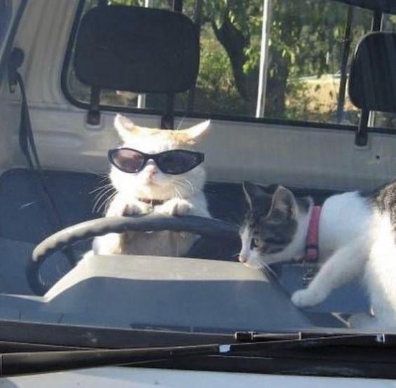Cat uber - 9GAG