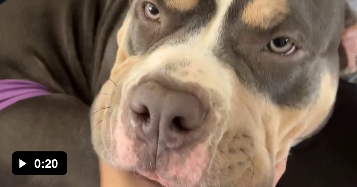 Stinky girl happy snoot snorting - 9GAG