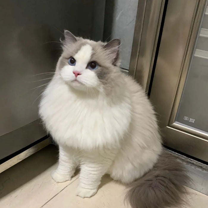 Fluffy fluff ball - 9GAG