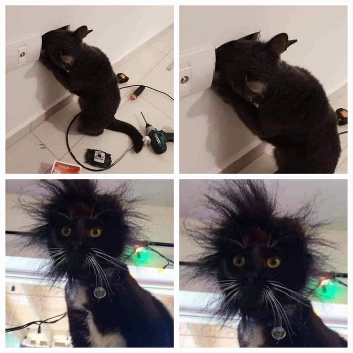 The cat discovered electricity - 9GAG