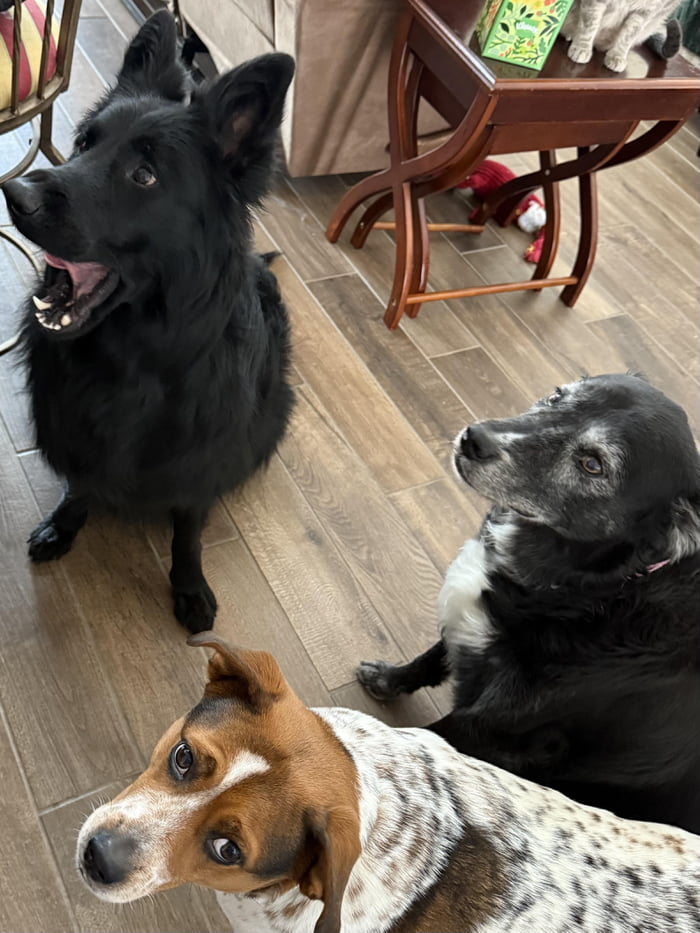 Thank you team Bark & Growl! - 9GAG