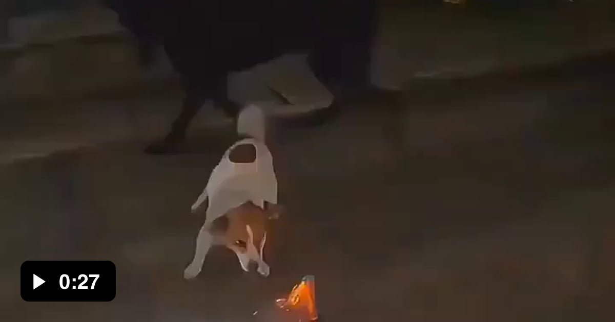 Dog: the man's best enemy - 9GAG