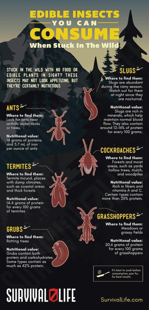 A Cool Guide to Edible Insects - 9GAG