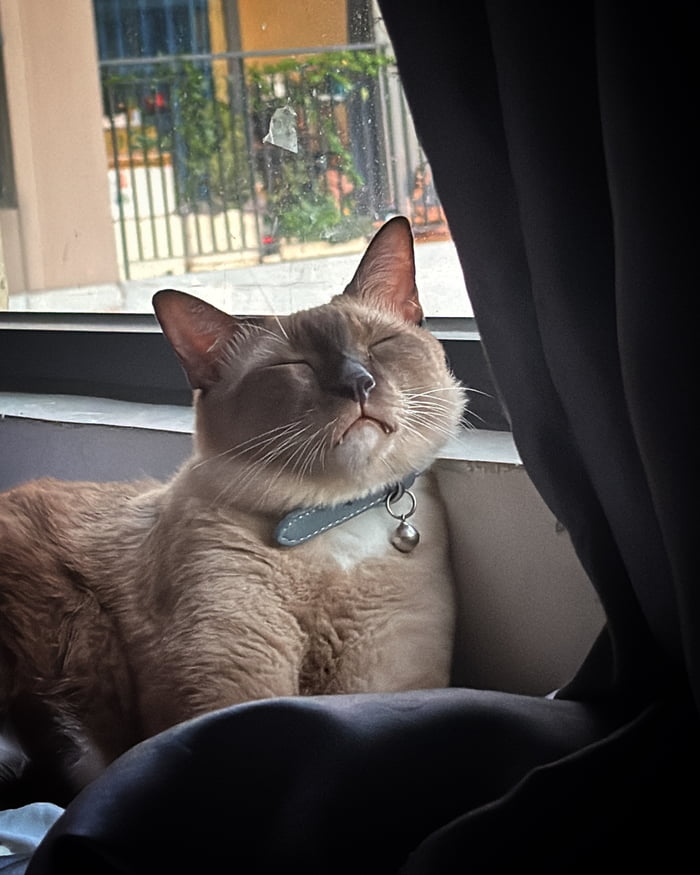 Just wanna share a photo I have just taken for my boi, Koi ...