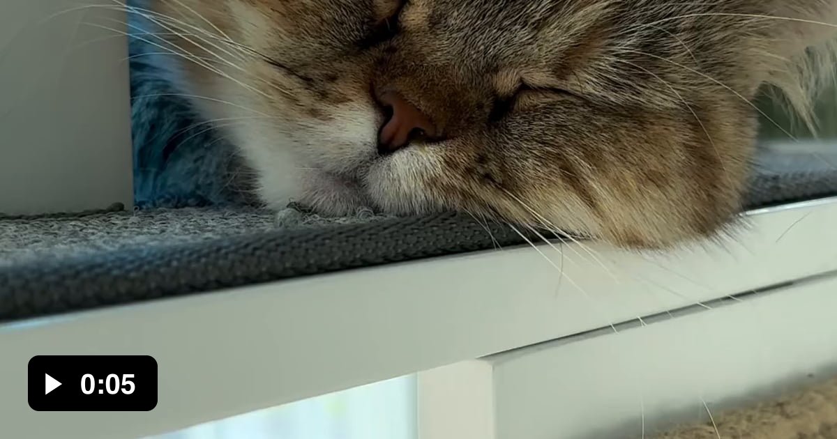 It hurts right in my meow meow - 9GAG