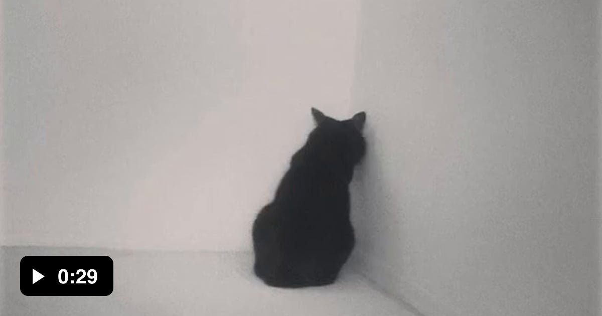 Cat Meme from the Archive - 9GAG