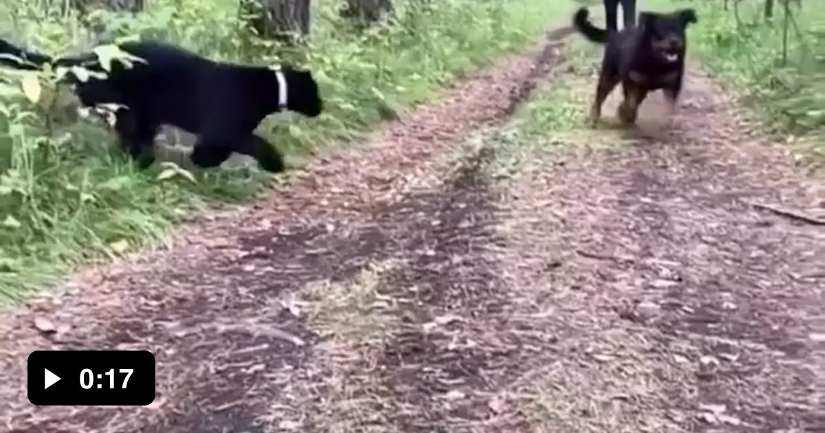 Taking the dog and cat out for a walk be right back - 9GAG