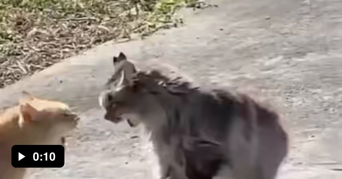 Cool down kitty - 9GAG