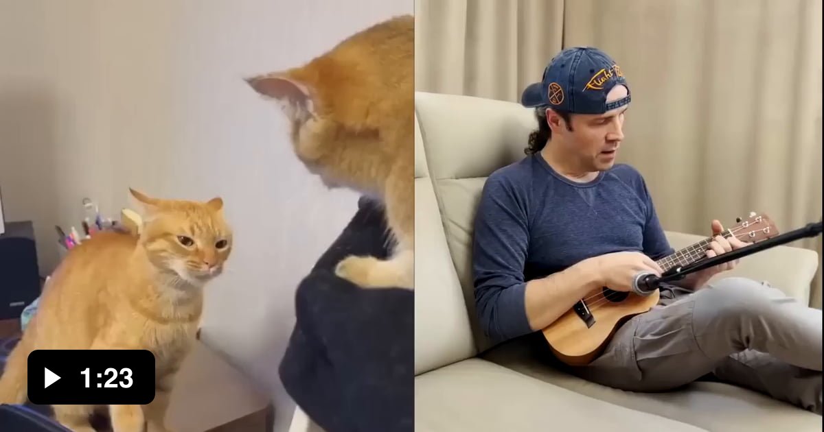 Best cat Meowsic videos - 9GAG