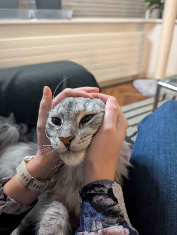 Upvote if you like my squishy kitty 😍🐈 - 9GAG