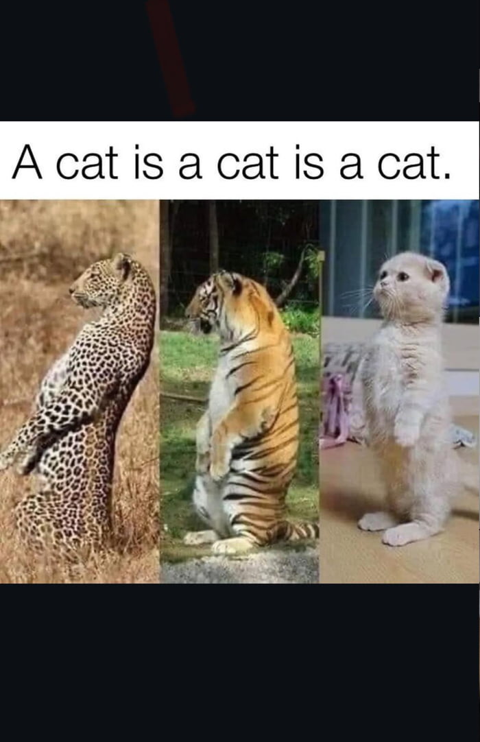Big cat or smol cat, they all have the same weird software. - 9GAG