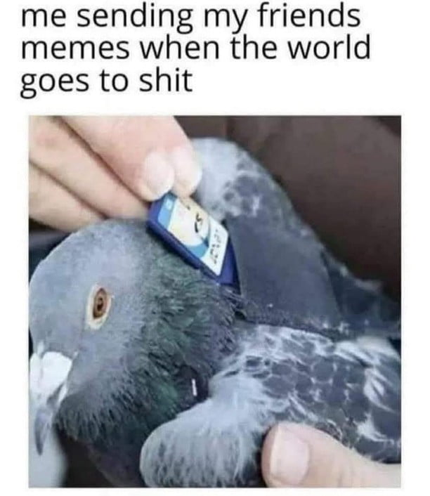 Loading up the meme carrier pigeon - 9GAG