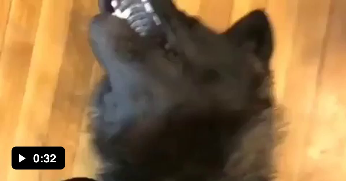 Wolf Scritches - 9GAG