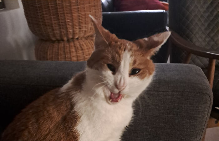 Took a pic of my cat mid-sneeze.. kinda reminds me of the cat dinner ...