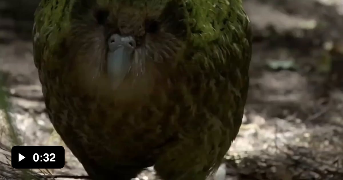 Meet the Kakapo, a unique parrot from New Zealand that's too heavy to ...