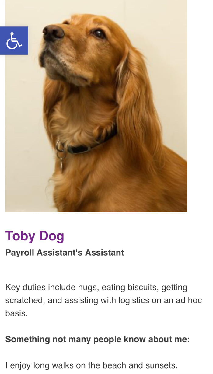 Toby Dog - Disability North, a charity in the U.K. - 9GAG