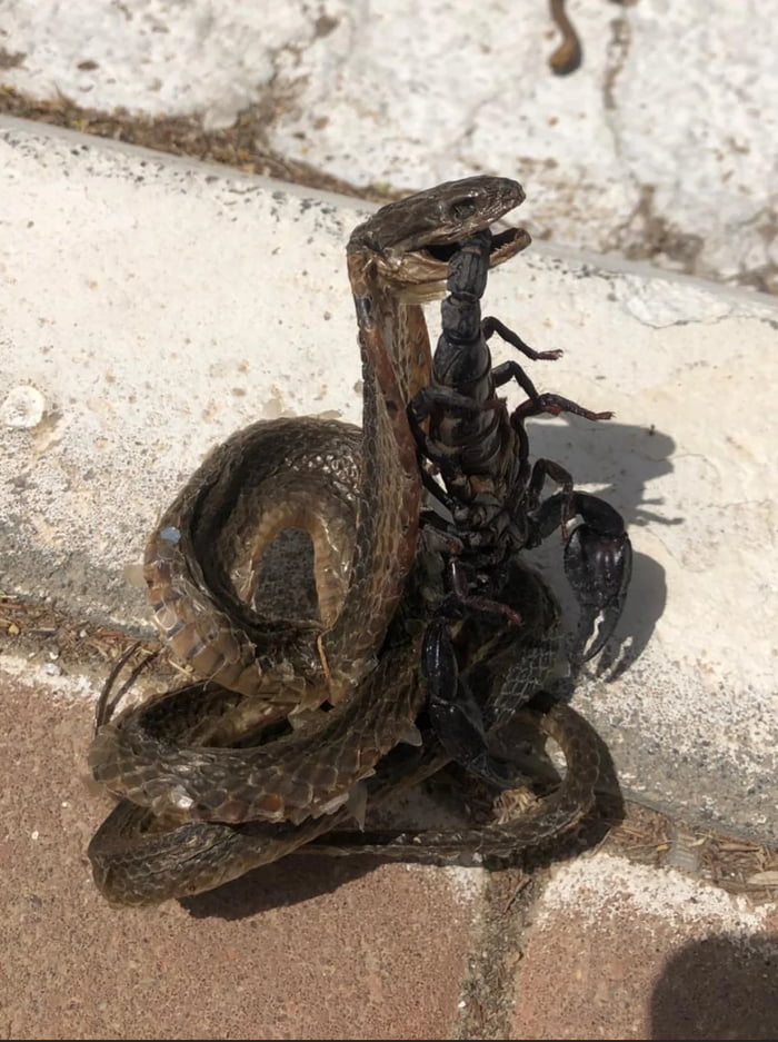Snake vs. scorpion aftermath - 9GAG