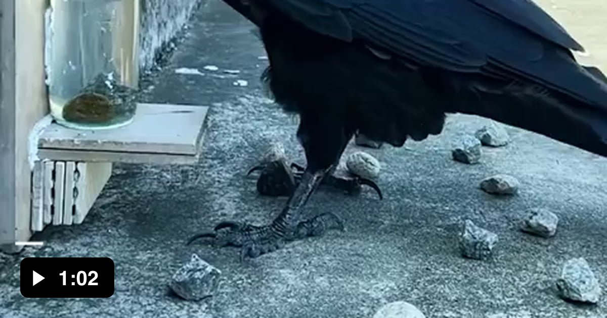 The wise crow. - 9GAG