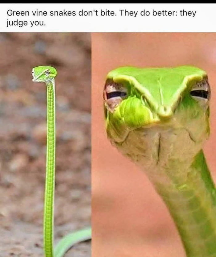 This snake is judging your life choices - 9GAG