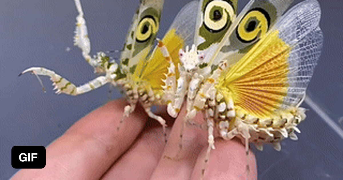 Mantis - 9GAG