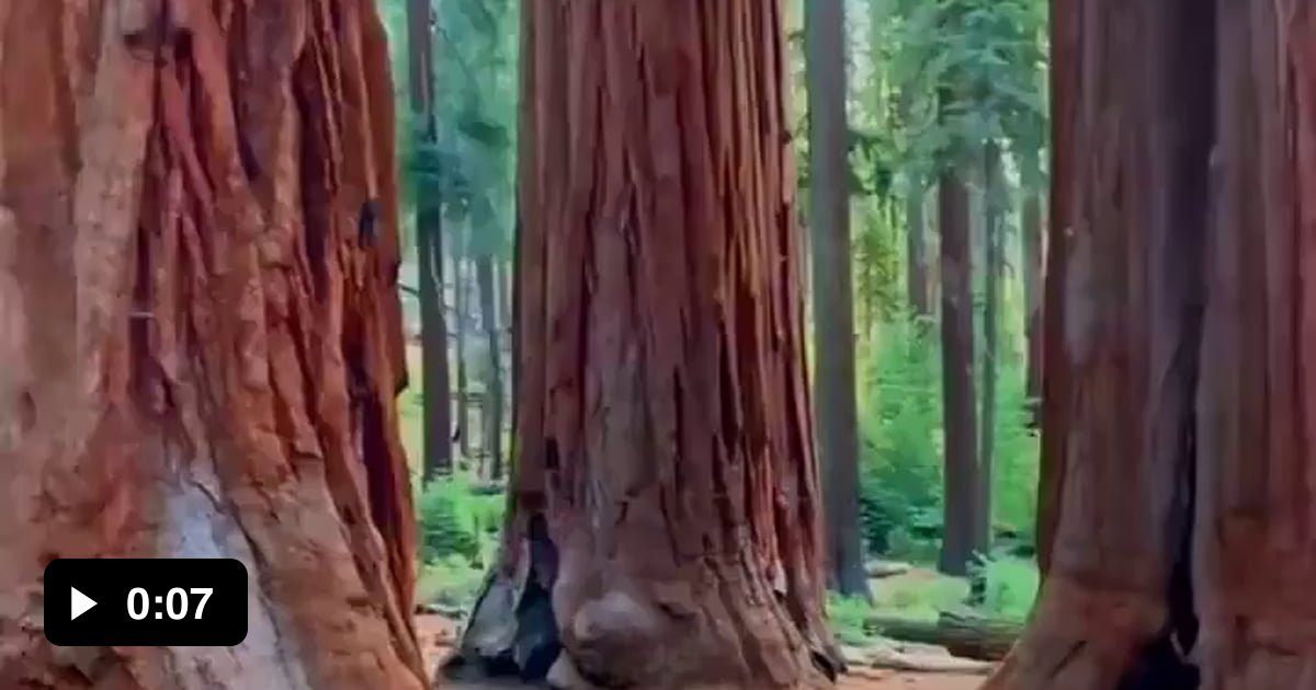 Of Huge Sequoia Trees - 9GAG