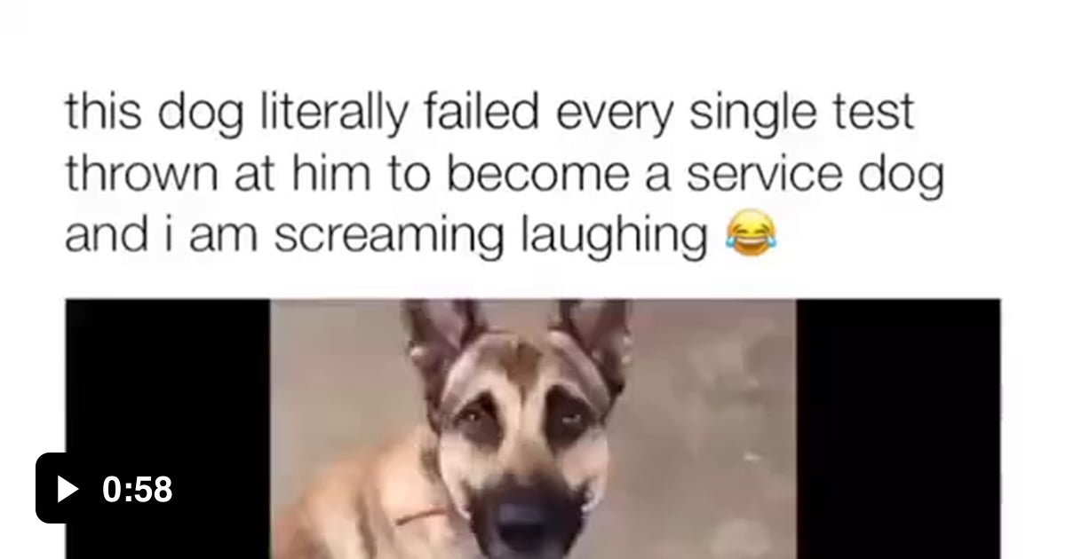The dog that makes you more disabled - 9GAG