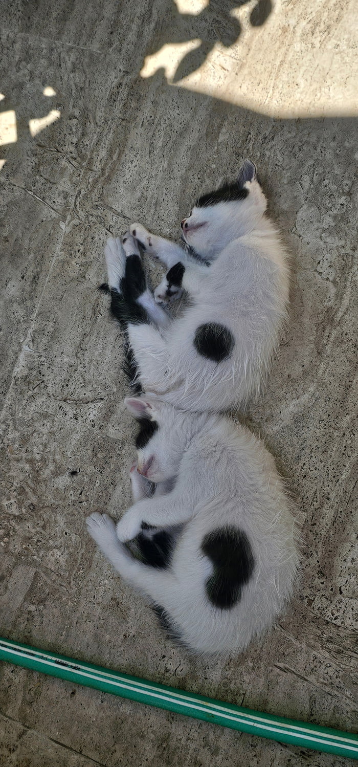 Semicolon Brothers - 9GAG