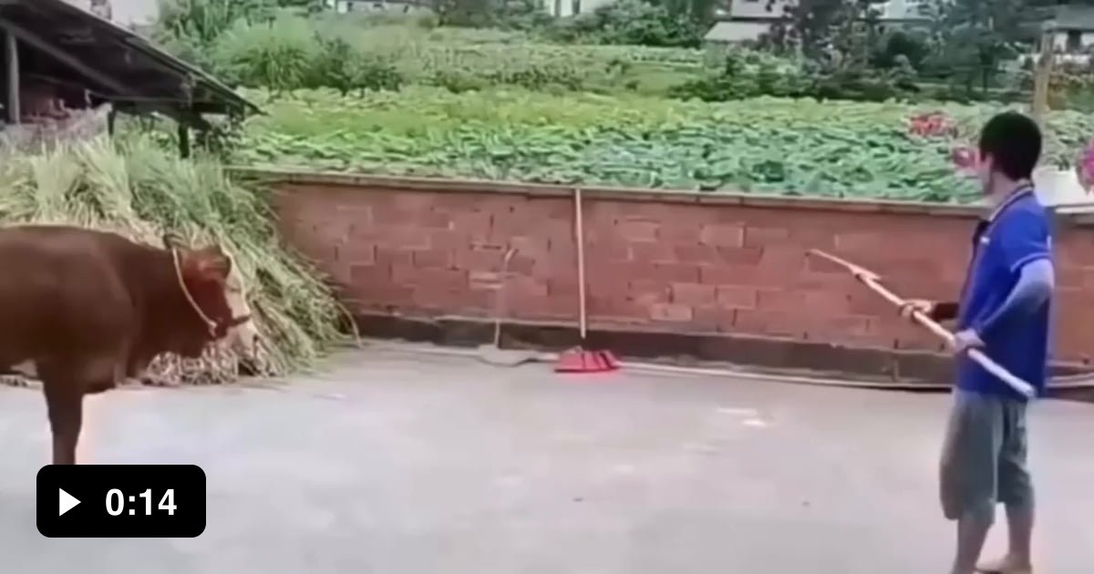 Kungfu vs. Cow - 9GAG