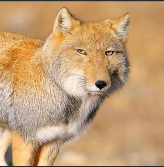 Tibetan Fox is not amused. - 9GAG