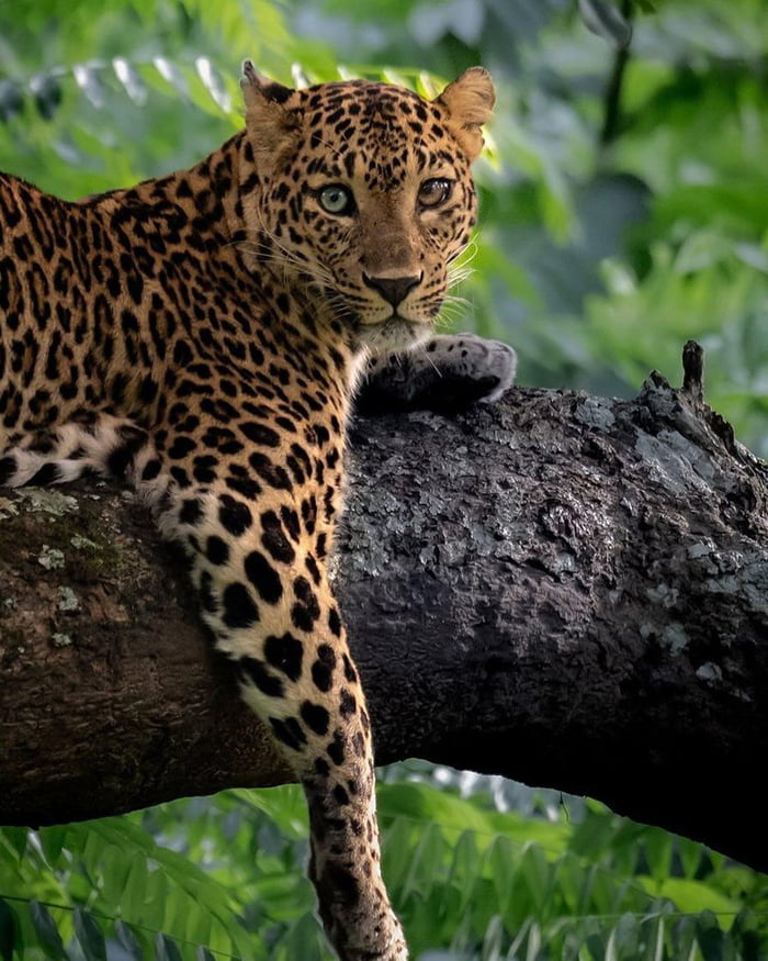 Photographer captures a rare Leopard with heterochromia - 9GAG