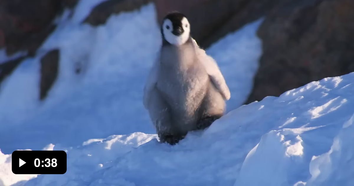 A series of penguin fails - 9GAG