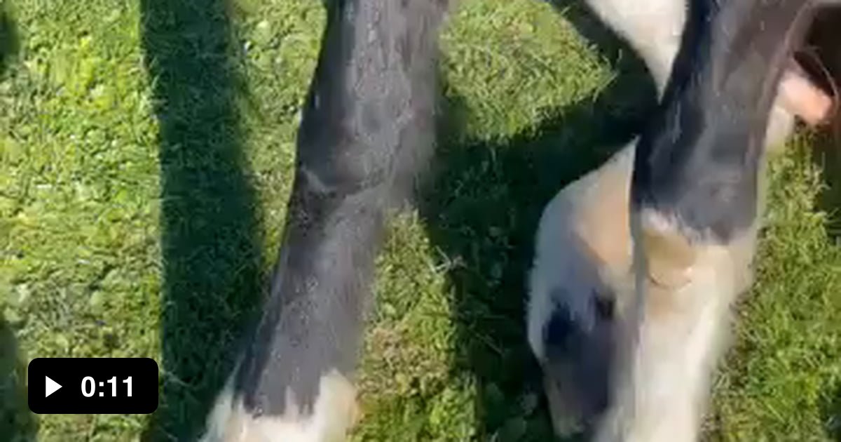 Grass fueled speed doggo is a good boy... - 9GAG