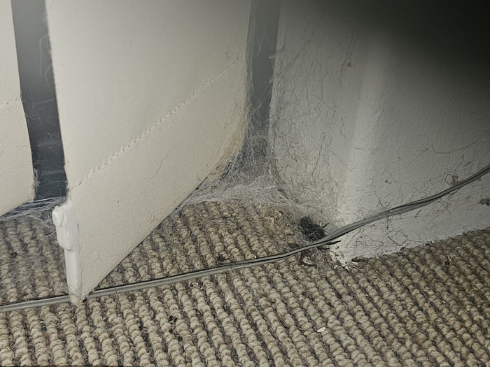 Australian Black House Spider Super Good Guy - he lives in your house ...