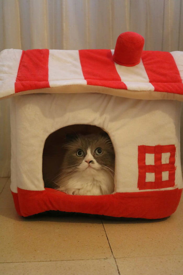 Catbnb is full, try next door. - 9GAG