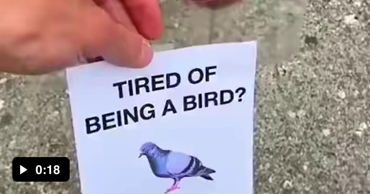 Tired of being a bird? - 9GAG