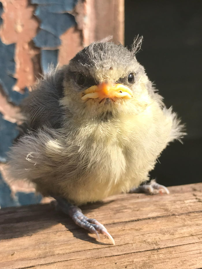 Grumpiest baby birb reporting for duty, sir. - 9GAG