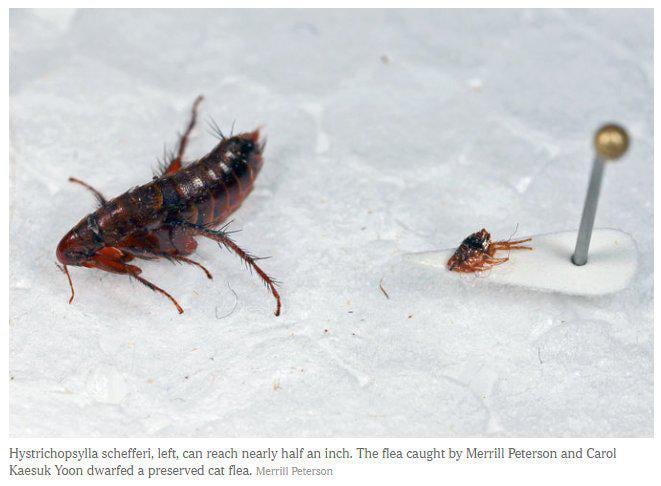 Size comparison between a mountain beaver flea (Hystrichopsylla schefferi ) and a cat flea ...