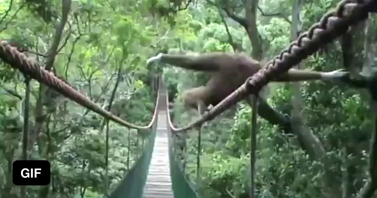 Gibbon running on a rope bridge - 9GAG