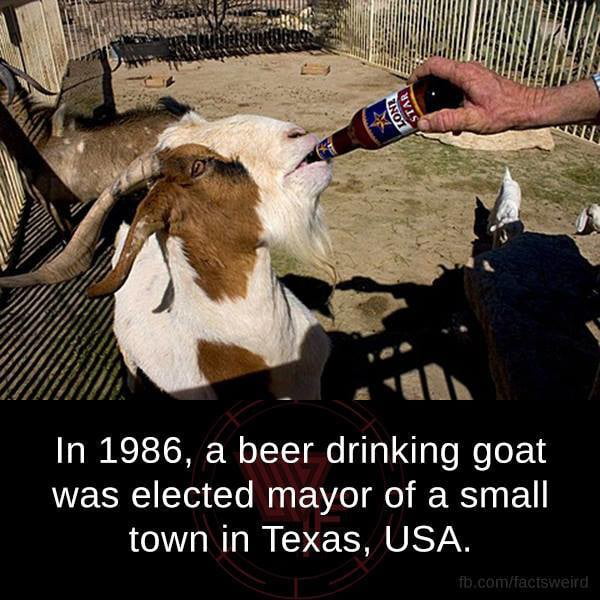 Yee haw - 9GAG