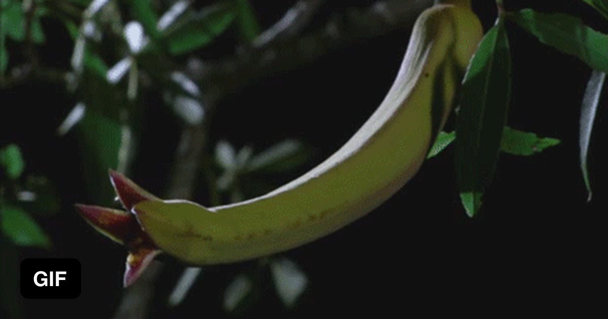A alien banana that turns into a flower. Weird or what? - 9GAG