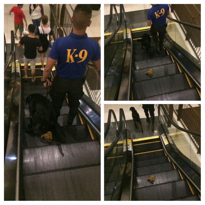 The black lab police dog shit at an escalator - 9GAG