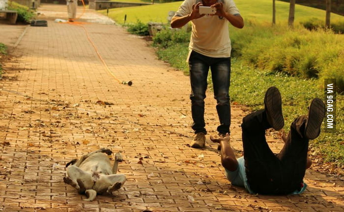When stray dogs imitate humans 😕😕 - 9GAG