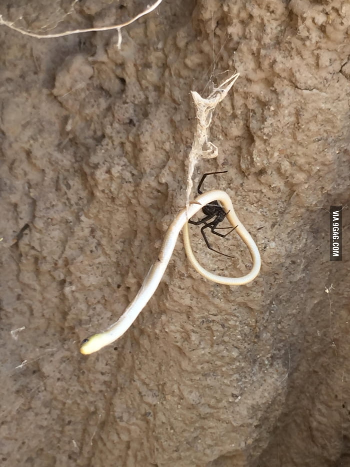 Redback spider eating a snake, only in Australia. - 9GAG