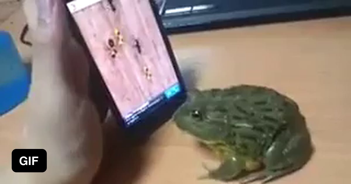 The frog is tired of his shit. - 9GAG
