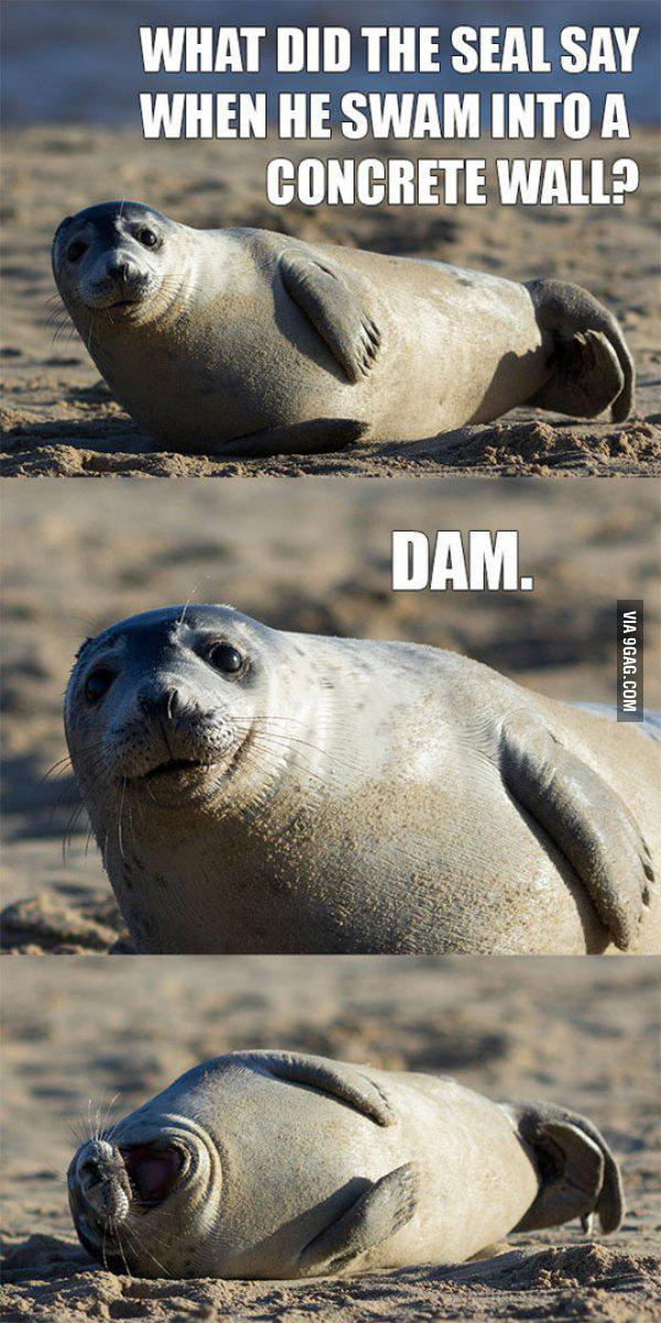 Dam sealy. - 9GAG