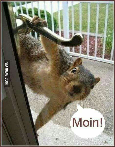Good Morning. Moin. Bonjour. - 9GAG