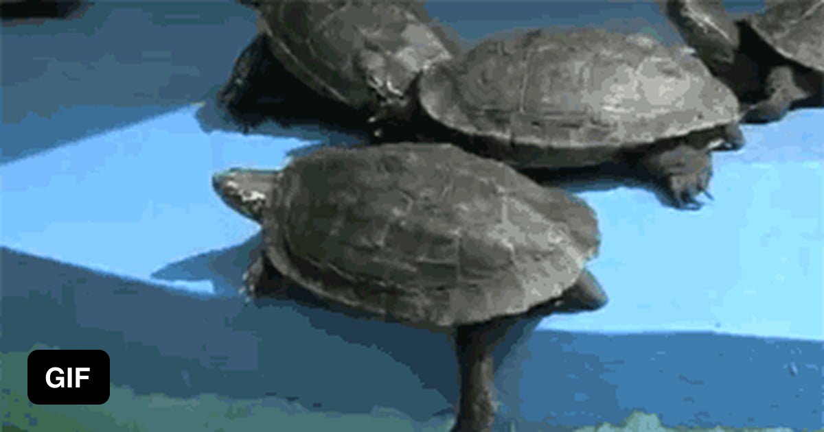 Scumbag Turtle :/ - 9GAG